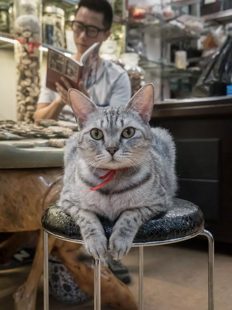 De la serie Shop Cats of China © Marcel Heijnen