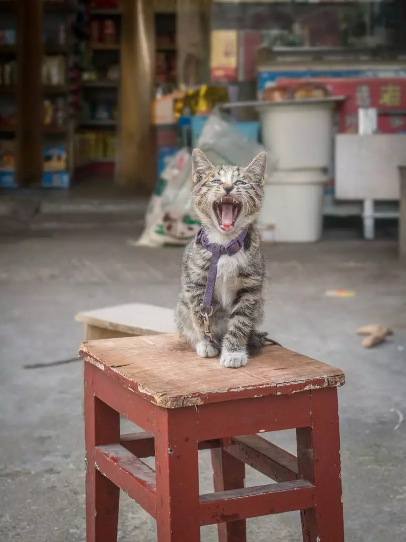 De la serie Shop Cats of China © Marcel Heijnen