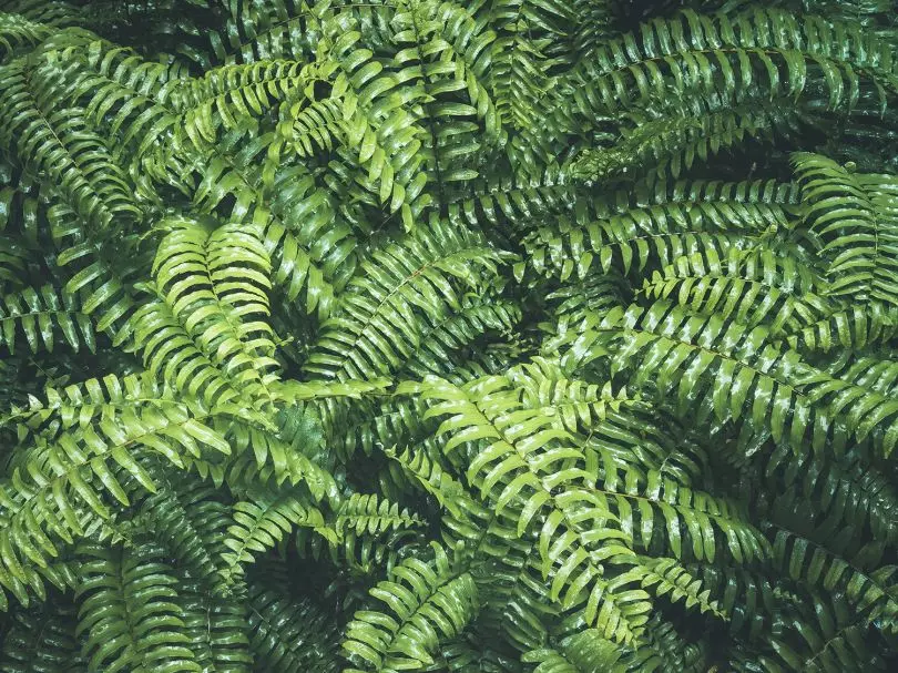 Cortesía de VTT Studio / [Adobe Stock](https://stock.adobe.com/uk/stock-photo/ferns-leaves-forest-outdoor-nature-abstract-background/109203203)