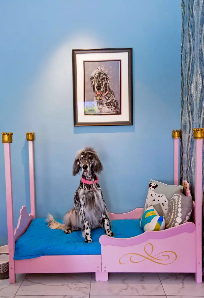 Abbey, English Setter. Pembangun: Paul Trousdale, 1948 © Nancy Baron