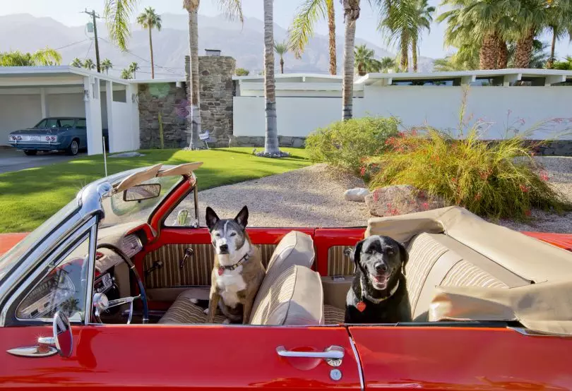 Lillian (L) dan Rena, Anjing Lembu Australia, Black Labrador Retriever, Penyelamat, Arkitek: Jack Meiselman, 1957, Kereta: 1963 Corvair © Nancy Baron