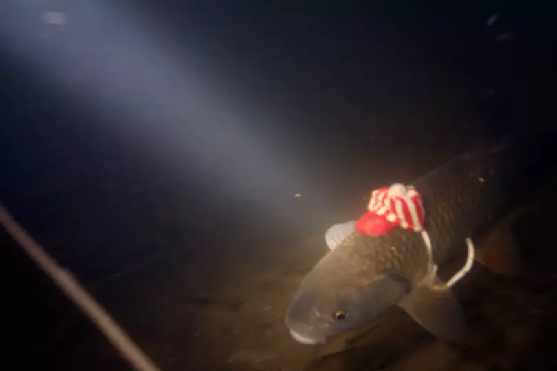 התמונות הנפלאות לחלוטין של אנדרו מונקס של דגים בכובעים ובפאות 4810_2