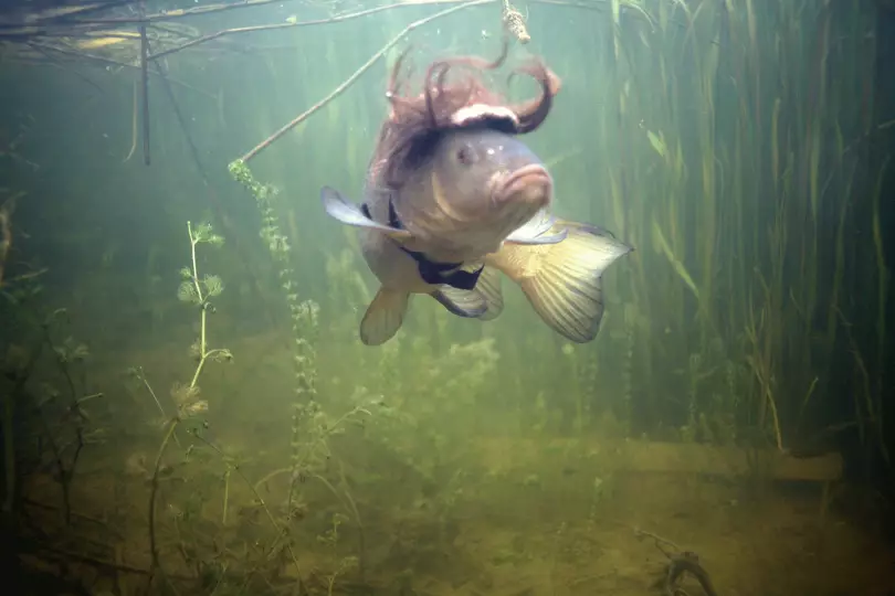 Be galo nuostabios Andrew Munkso žuvų nuotraukos su kepurėmis ir perukais 4810_3