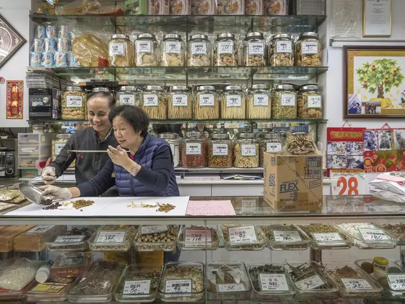 Shop Cats：攝影師捕捉到生活在香港商店的迷人貓科動物 4833_1