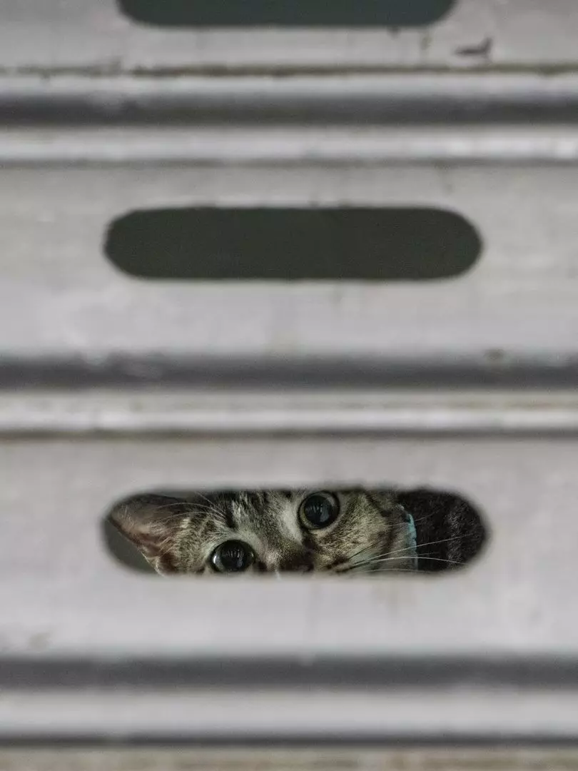 Shop Cats: Fotograf snima šarmantne mačke koje žive u radnjama u Hong Kongu 4833_11