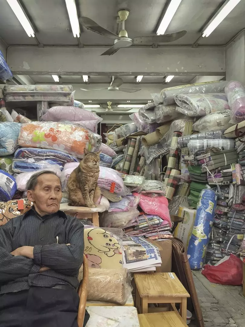 Shop Cats：攝影師捕捉到生活在香港商店的迷人貓科動物 4833_12