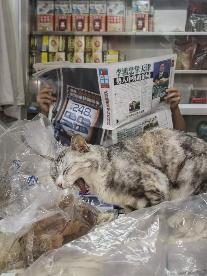 Shop Cats: Fotograf snima šarmantne mačke koje žive u radnjama u Hong Kongu 4833_13