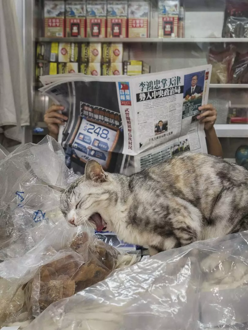 Ladenkatzen: Der Fotograf fängt bezaubernde Katzen ein, die in Hongkongs Geschäften leben 4833_13