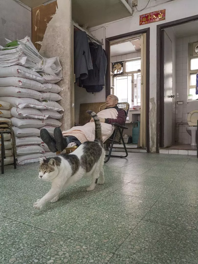 Shop Cats: Fotograf snima šarmantne mačke koje žive u radnjama u Hong Kongu 4833_14