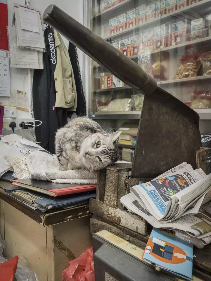 Shop Cats: Fotograf snima šarmantne mačke koje žive u radnjama u Hong Kongu 4833_16