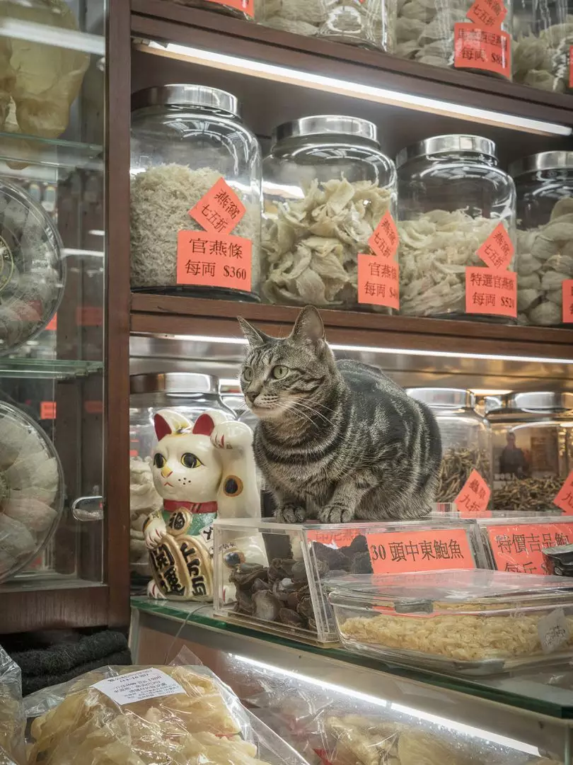 Shop Cats: Fotograf snima šarmantne mačke koje žive u radnjama u Hong Kongu 4833_18
