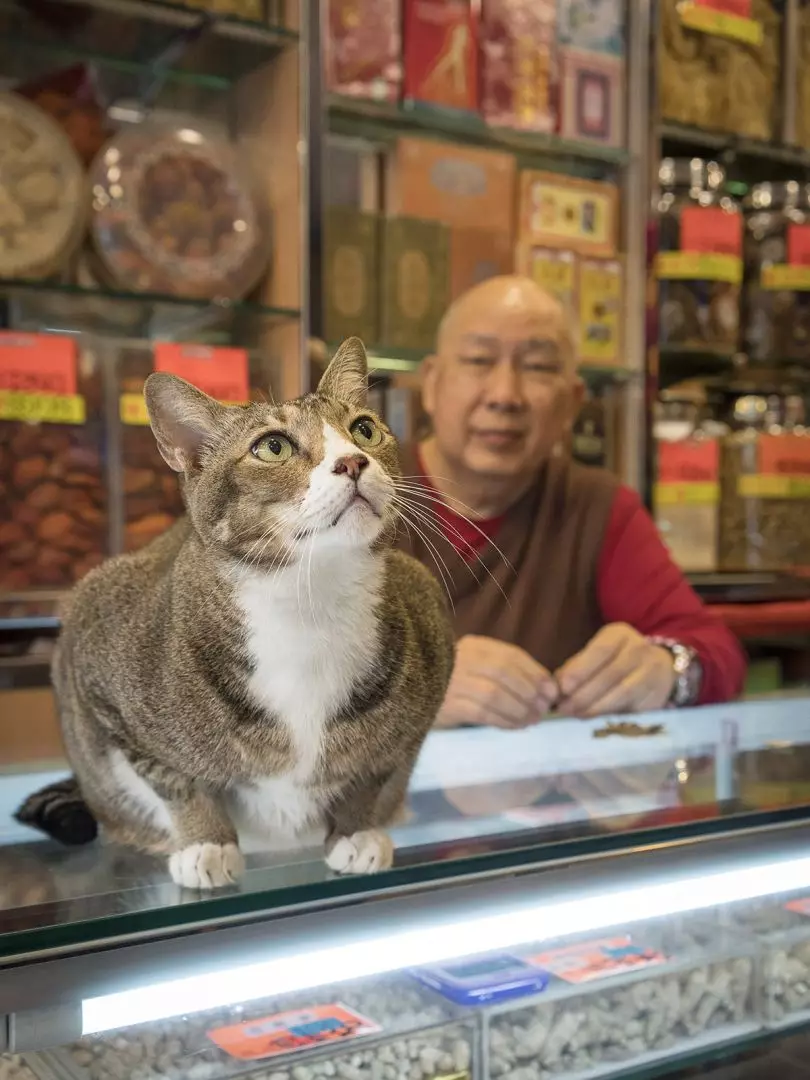 Shop Cats: Fotograf snima šarmantne mačke koje žive u radnjama u Hong Kongu 4833_2