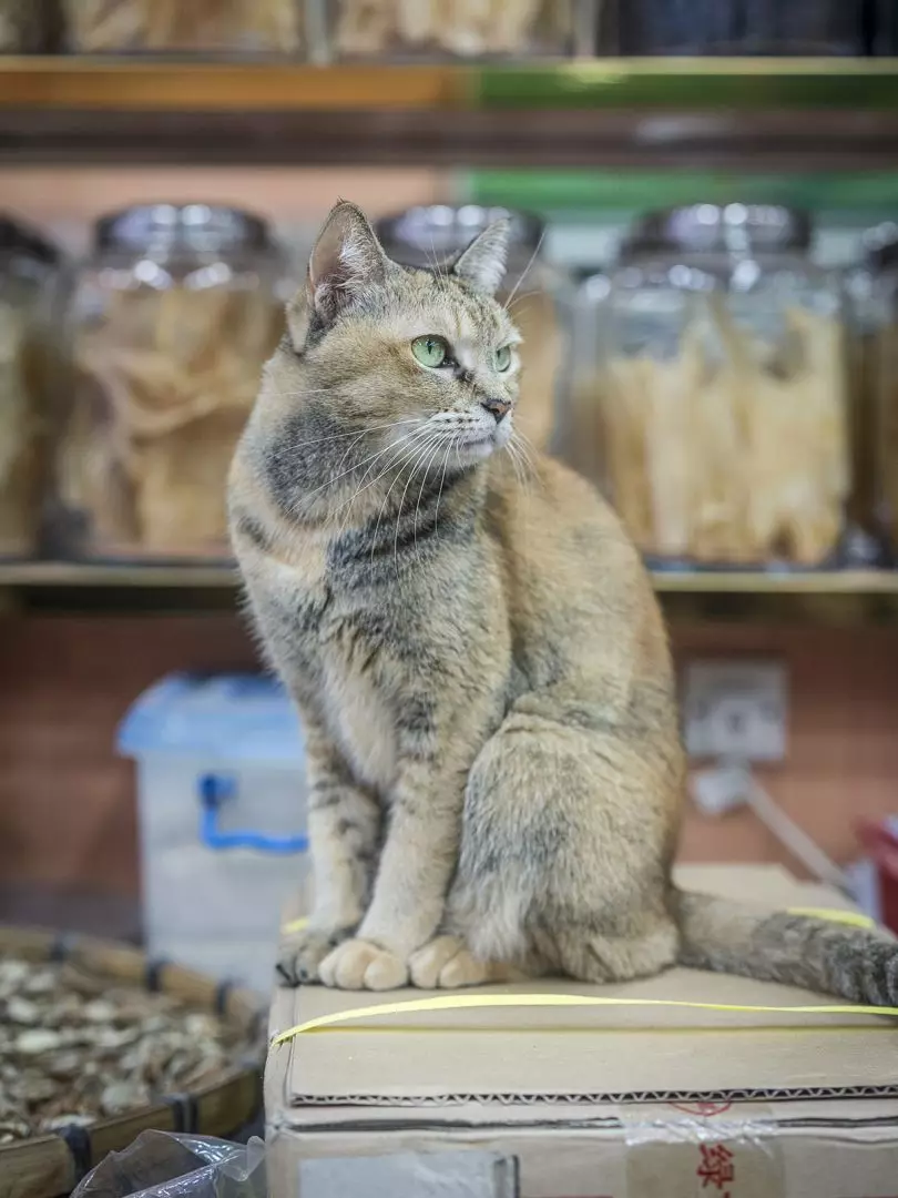 Shop Cats: Fotograf snima šarmantne mačke koje žive u radnjama u Hong Kongu 4833_20