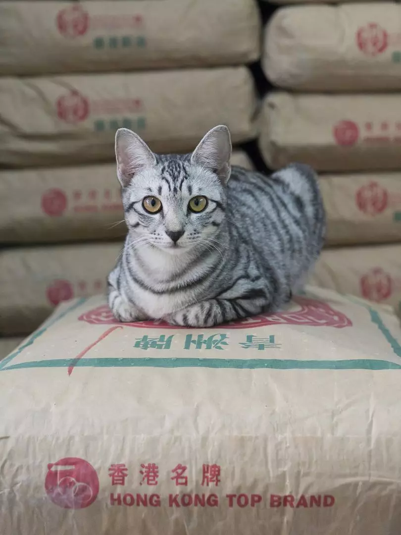 Shop Cats: Fotograf snima šarmantne mačke koje žive u radnjama u Hong Kongu 4833_22