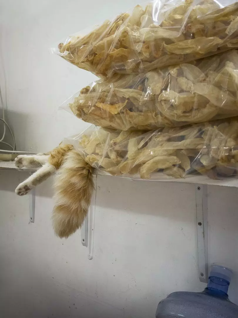 Shop Cats: Fotograf snima šarmantne mačke koje žive u radnjama u Hong Kongu 4833_24