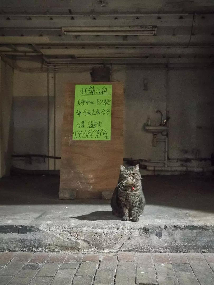 Shop Cats: Fotograf snima šarmantne mačke koje žive u radnjama u Hong Kongu 4833_27