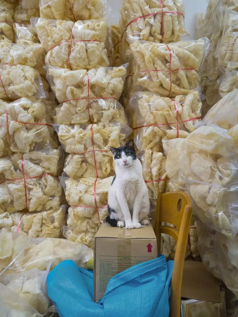 Shop Cats: Fotograf snima šarmantne mačke koje žive u radnjama u Hong Kongu 4833_3
