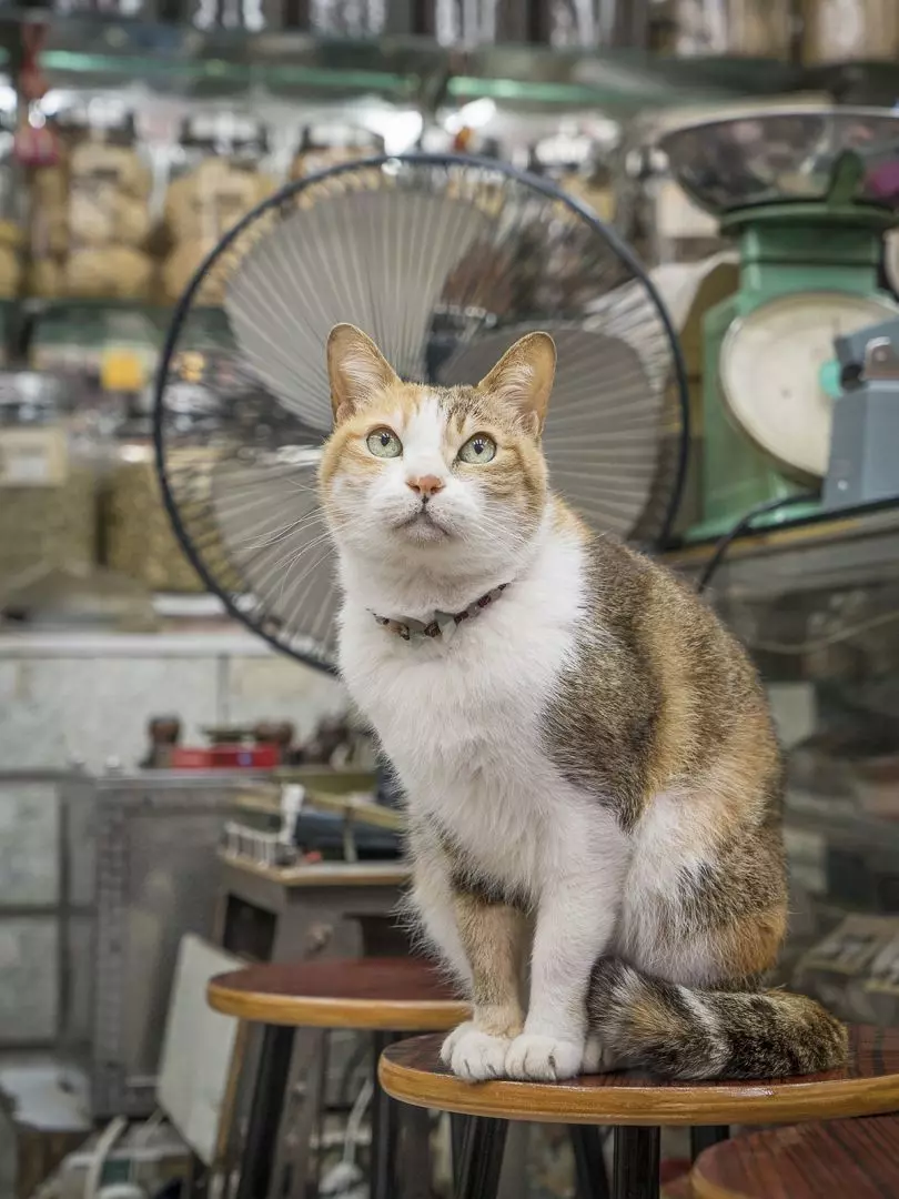 Shop Cats: Ffotograffydd yn swyno felines swynol sy'n byw yn siopau Hong Kong 4833_4