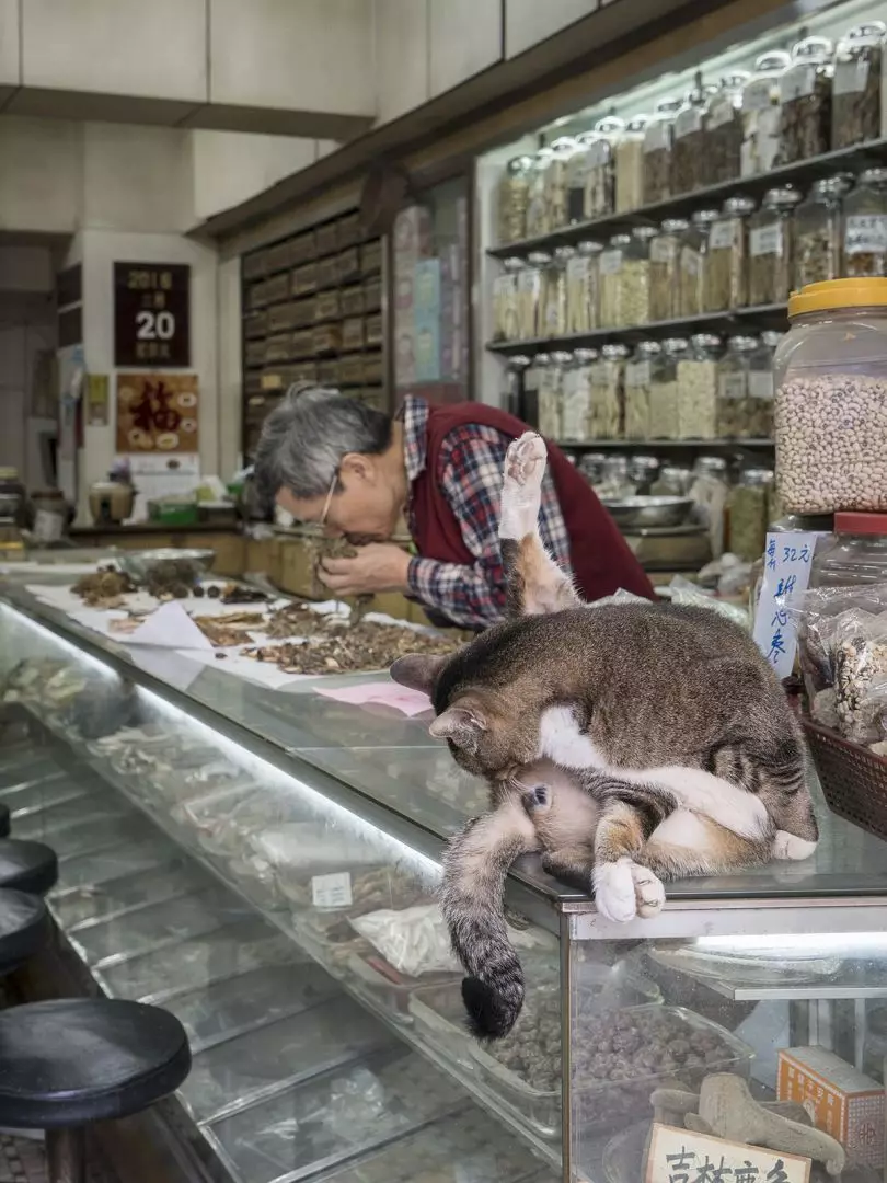Shop Cats: Fotograf snima šarmantne mačke koje žive u radnjama u Hong Kongu 4833_5