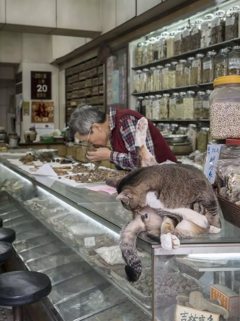 Shop Cats: Valokuvaaja vangitsee hurmaavia kissaeläimiä Hongkongin kaupoissa 4833_5