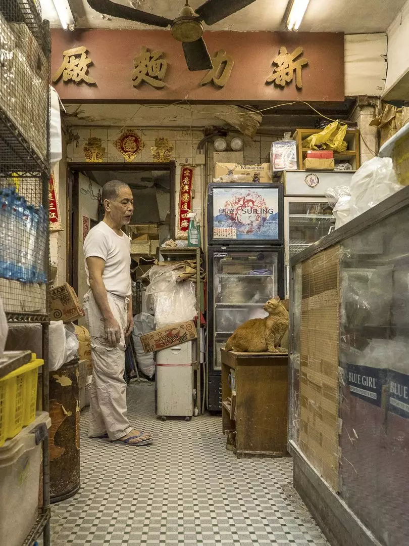 Bisadaha Dukaan: Sawirqaade ayaa soo qabta felines soo jiidasho leh oo ku nool dukaamada Hong Kong 4833_6