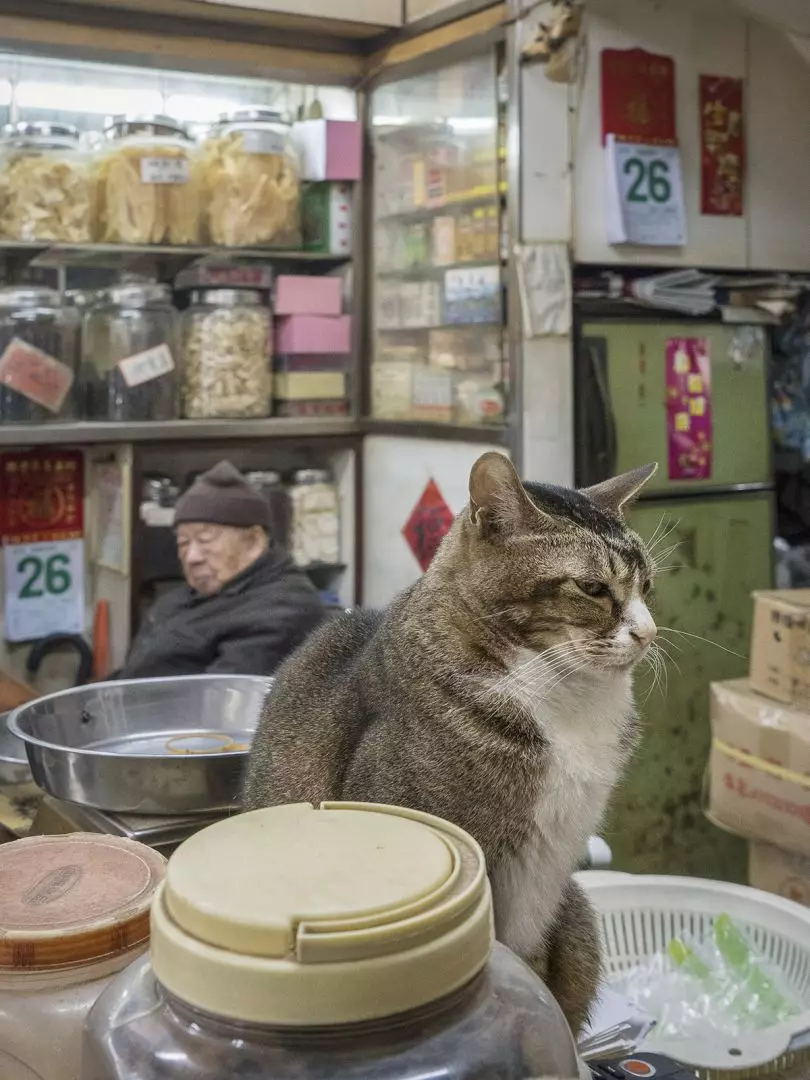 Shop Cats: фотограф знімає чарівних котів, які живуть у магазинах Гонконгу 4833_8