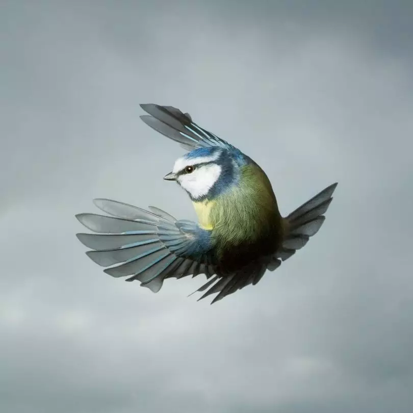 Tit Blue © Mark Harvey. Dhammaan sawirada waxaa leh sawir qaadaha.