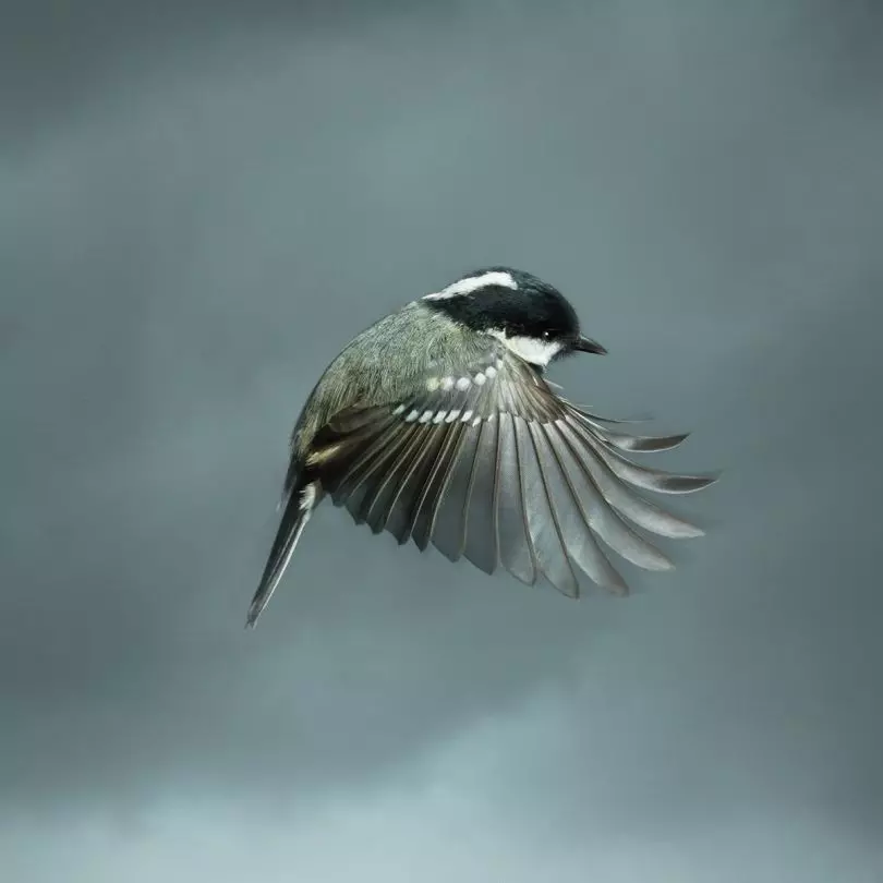 Coal Tit © Mark Harvey