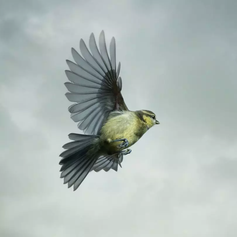 ब्लू टिट © मार्क हार्वे