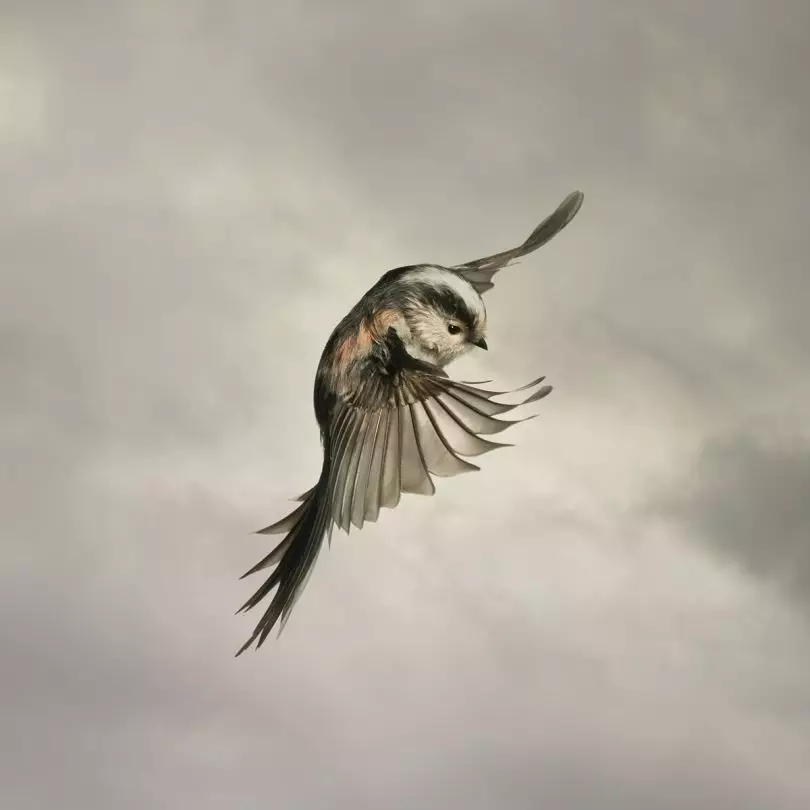 Long Tail Tit © Mark Harvey