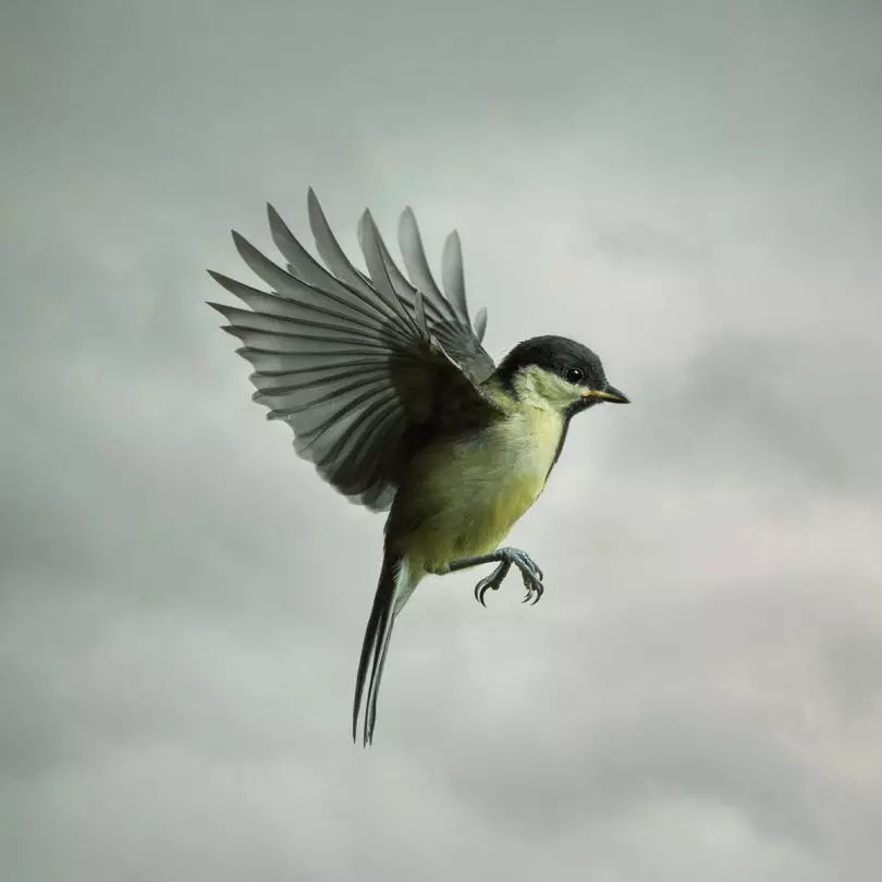 Great Tit © Mark Harvey