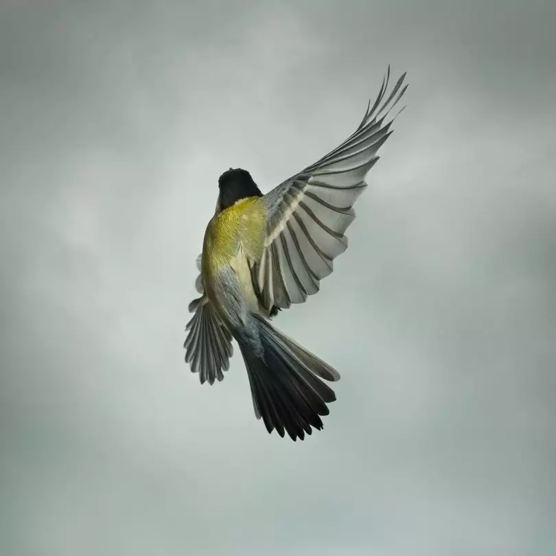 Great Tit © Mark Harvey