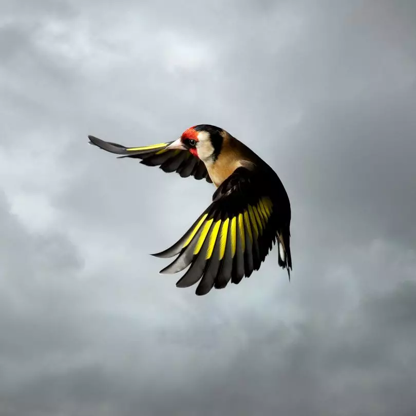 Goldfinch © Mark Harvey