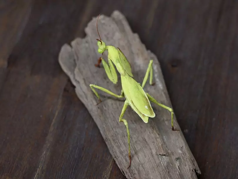 Liewen-ähnlech Pabeier Insekten ustrengend aus feine Crepe Pabeier gemaach 5018_10