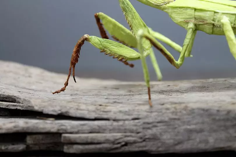 Životni papirnati insekti koji su mukotrpno napravljeni od finog krep papira 5018_9