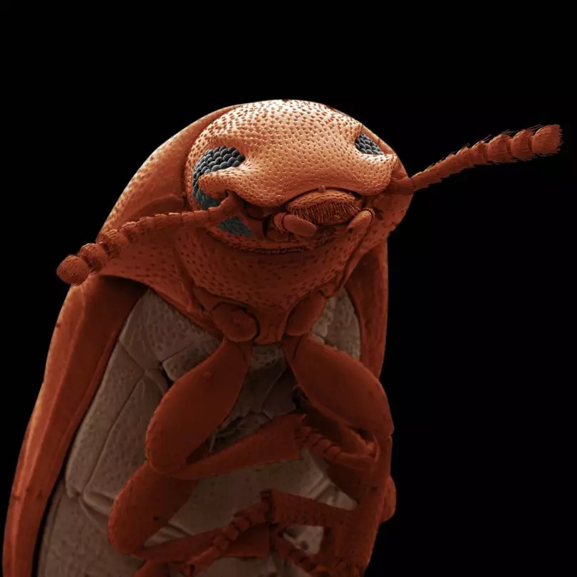 Tribolium confusum. Пераблытаў мучны жук. © Дэвід Спірс