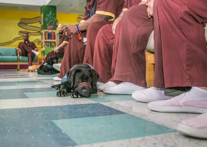 Xornada de adestramento: fotografías que descobren 'Canine Partners for Life' en cárceres de máxima seguridade 5527_10