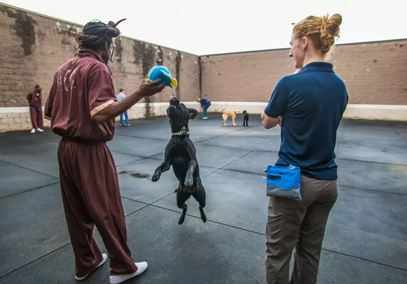 Xornada de adestramento: fotografías que descobren 'Canine Partners for Life' en cárceres de máxima seguridade 5527_4