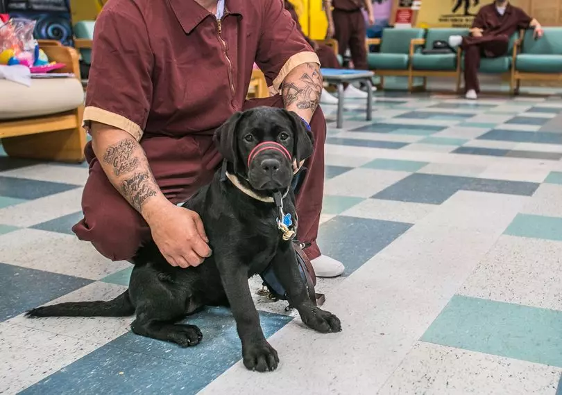 Xornada de adestramento: fotografías que descobren 'Canine Partners for Life' en cárceres de máxima seguridade 5527_8