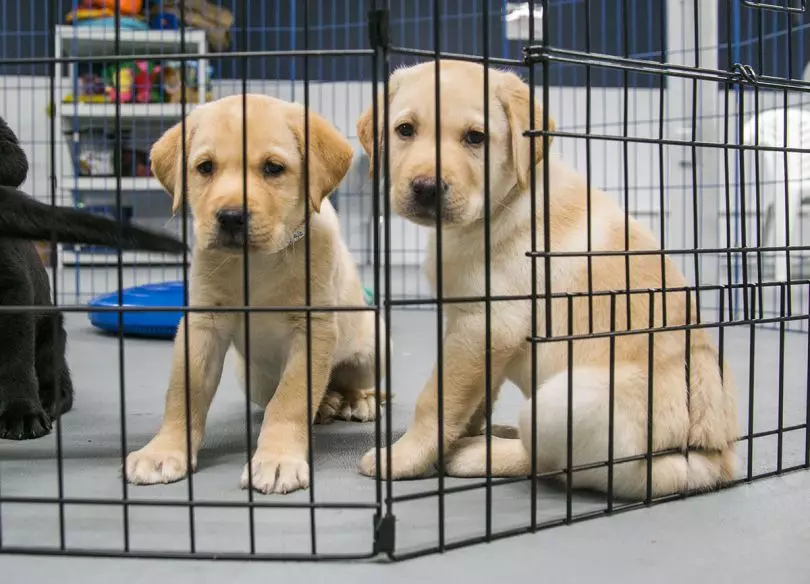 Træningsdag: Fotografier, der afslører 'Canine Partners for Life' i fængsler med maksimal sikkerhed 5527_9