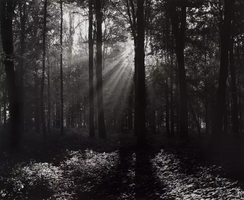 Delville Wood. © Peter Cattrell