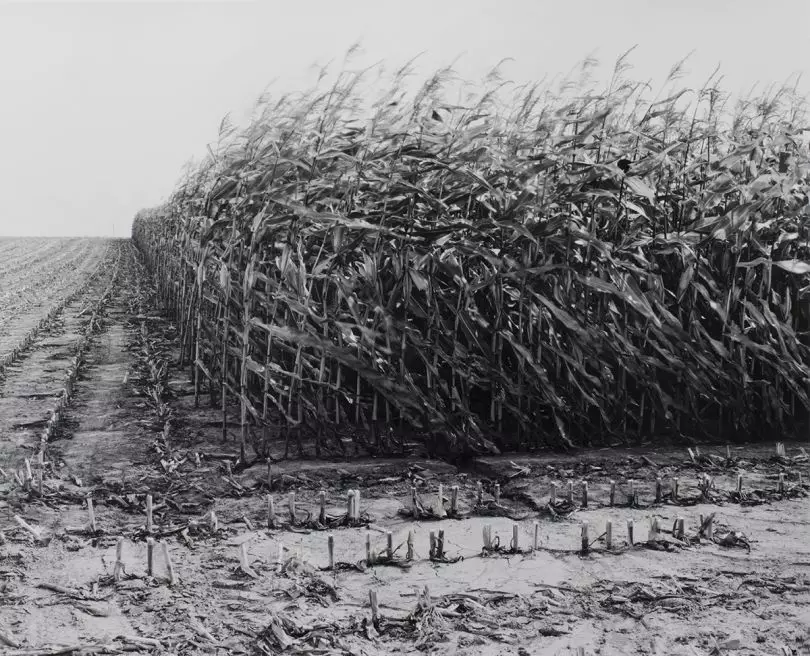 ￼￼￼Memotong Jagung di Serre. © Peter Cattrell