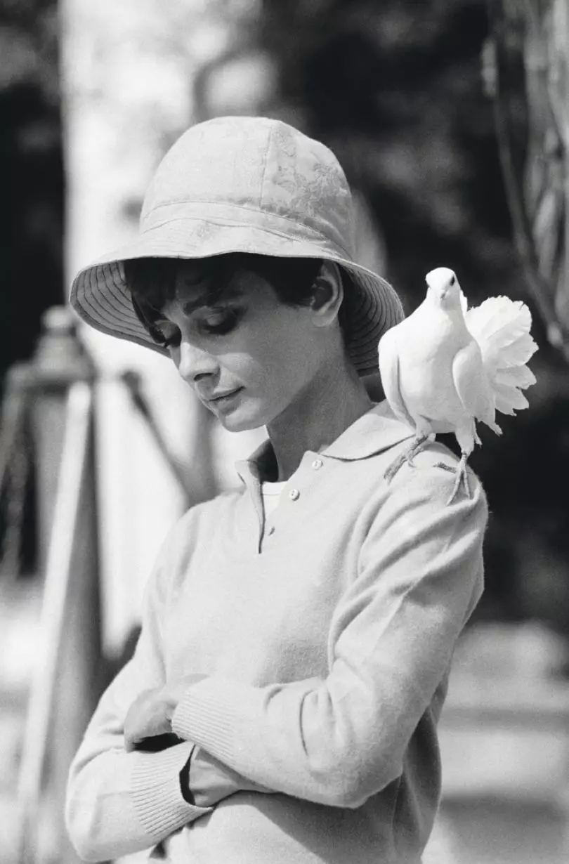 'n Kontemplatiewe Audrey Hepburn met 'n duif wat op haar skouer sit. Hepburn With Dove, 1966, Terry O'Neill © Terry O'Neill / Iconic Images