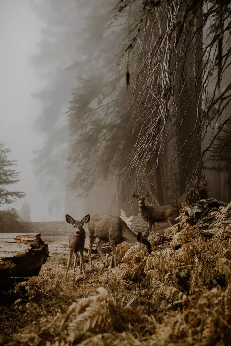 Юстына Здуньчык, Open, Wildlife (Адкрыты конкурс), Шорт-ліст, 2018, Sony World Photography Awards