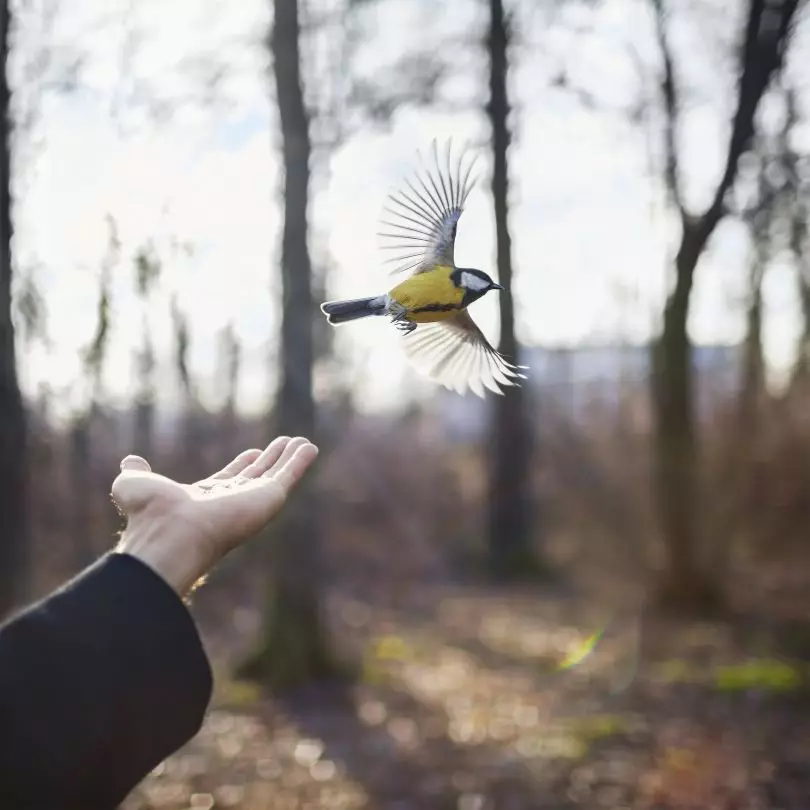 Goldfinch, St. Petersberg, Russia, 2014 © Cig Harvey mwachilolezo cha Beetles + Huxley Gallery