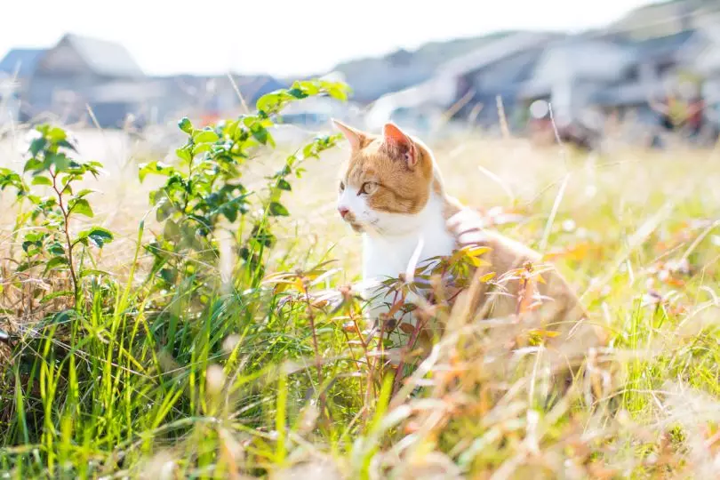 Siri fotografi Andrew Marttila menangkap penduduk kucing di Pulau Kucing 6895_10