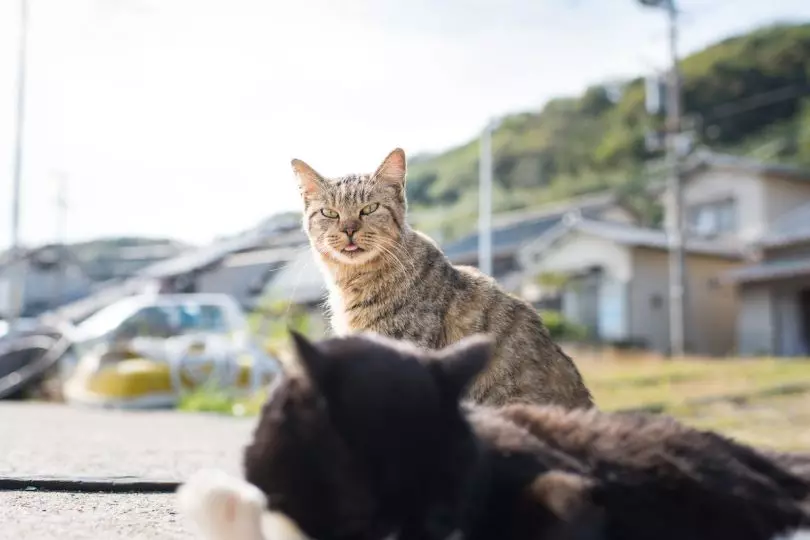 Seri fotografi Andrew Marttila menangkap kucing penghuni Pulau Kucing 6895_11