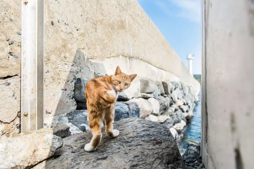 La serie fotografica di Andrew Marttila cattura i felini residenti di Cat Island 6895_2