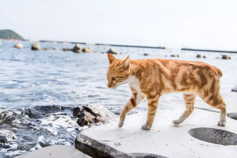 A serie de fotografías de Andrew Marttila captura aos felinos residentes da illa do gato 6895_3