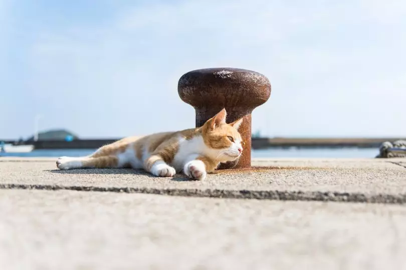 Loạt ảnh của Andrew Marttila chụp những cư dân mèo ở Đảo Mèo 6895_7